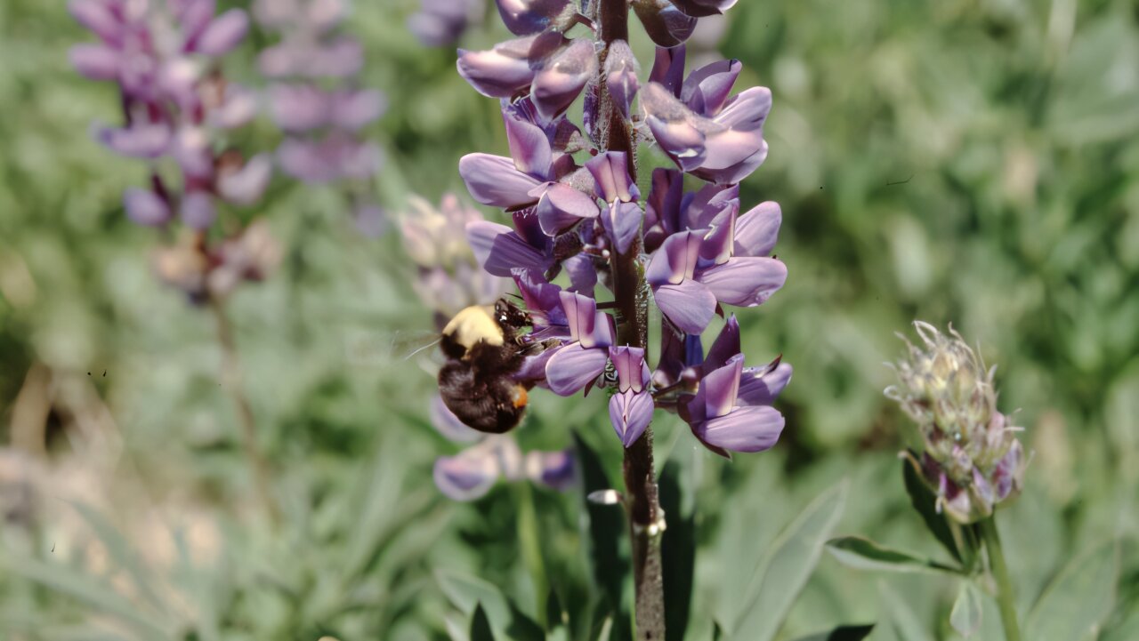 Rare bumble bee's downfall began long before effects from humans, study ...