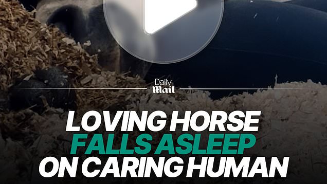Loving horse falls asleep on caring human