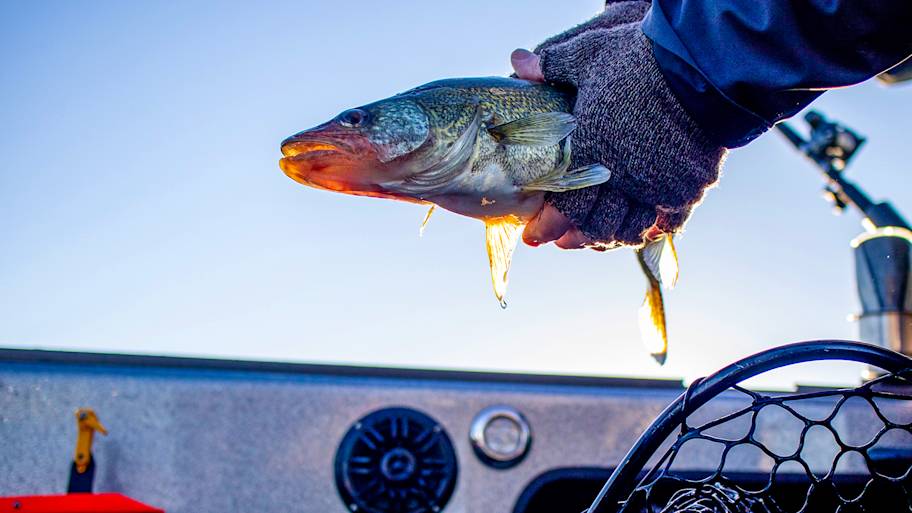 Think You’re a Walleye Expert? This 10-Question Walleye Quiz Leaves No ...