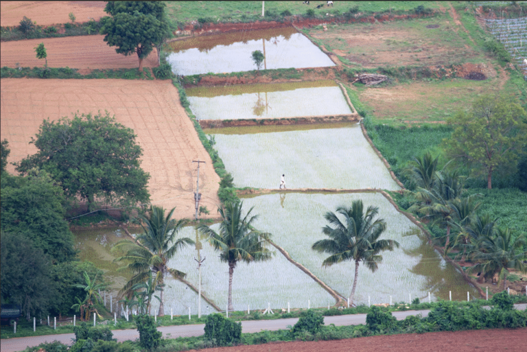 Migrating elephants are causing more encounters with humans in ...