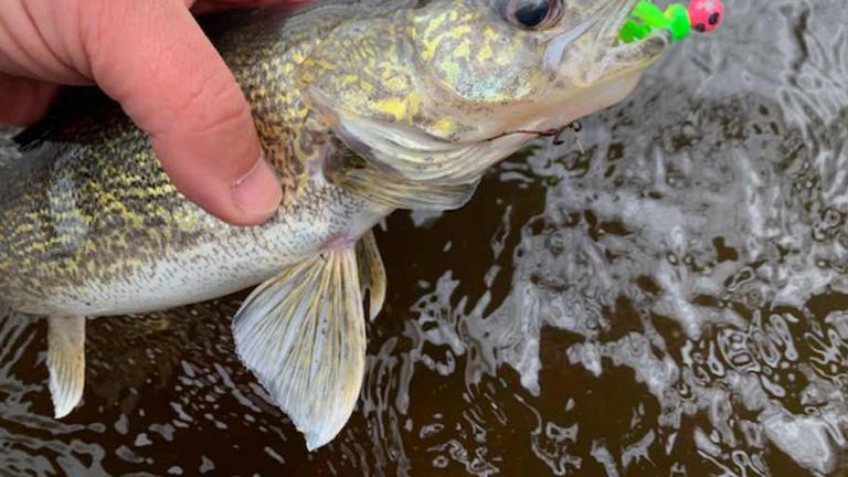 Think You’re a Walleye Expert? This 10-Question Walleye Quiz Leaves No ...