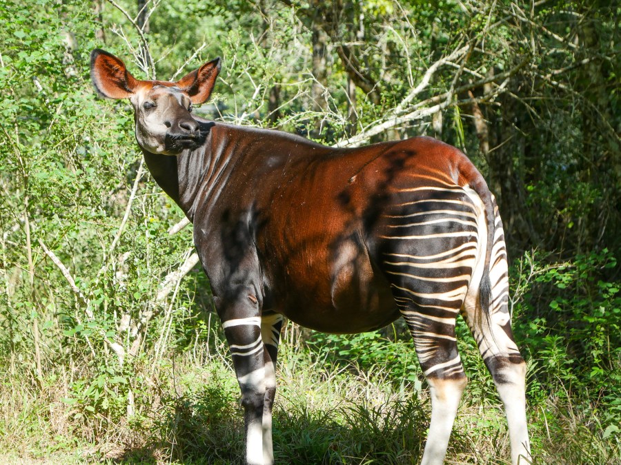 Endangered Okapi pregnant at Audubon Nature Institute