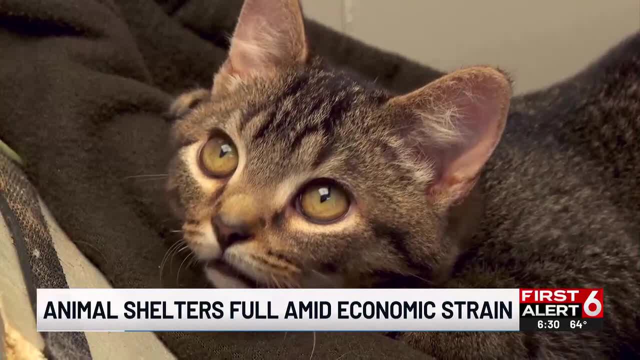 Omaha animal shelters nearly full amid economic strain on pet owners