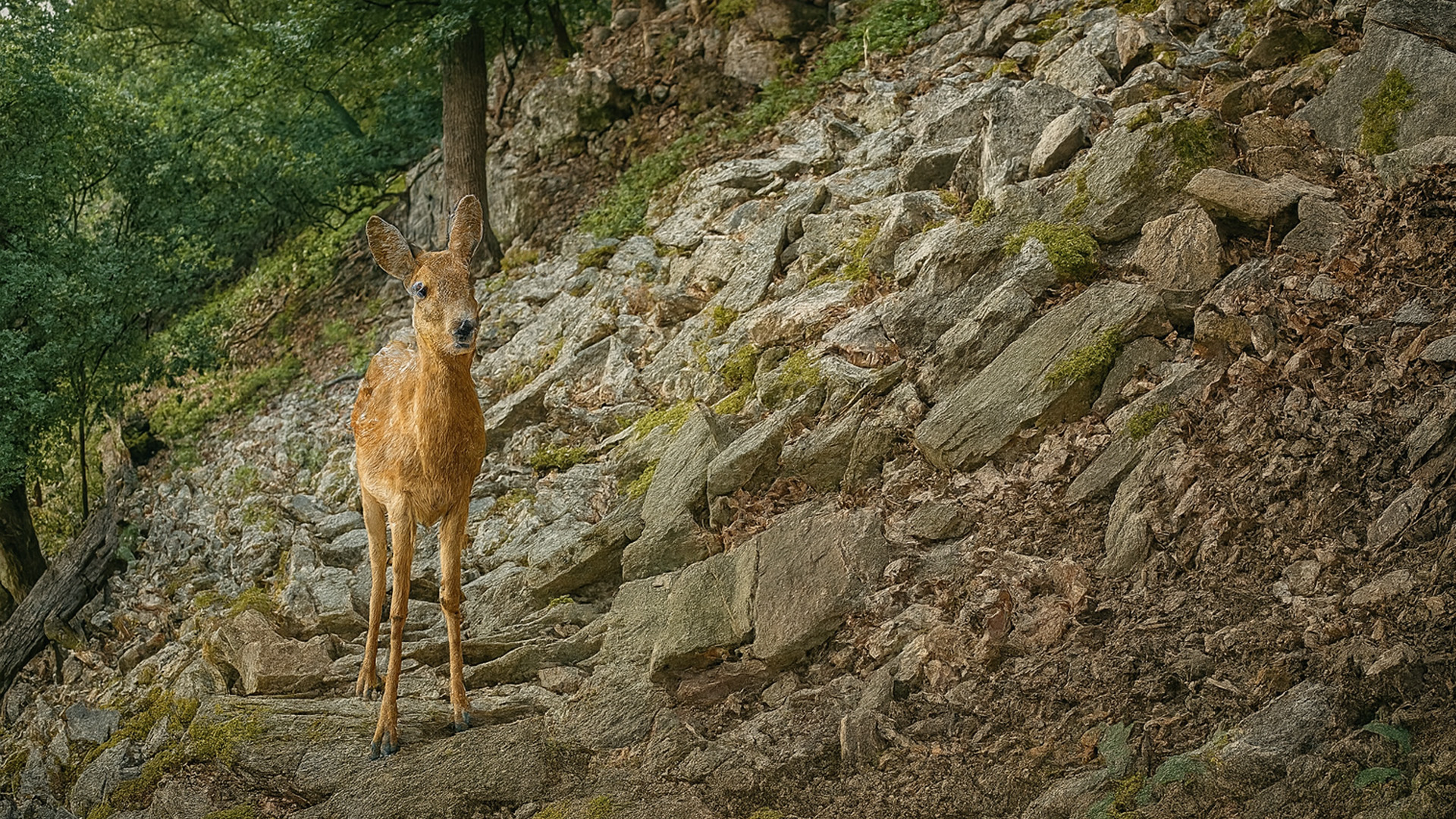 Hidden Cameras in Nature – Captured Moments With Wildlife