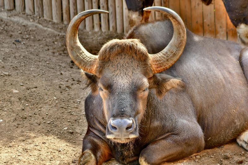 10 Wild Animals Fierce Enough To Take On A Grizzly