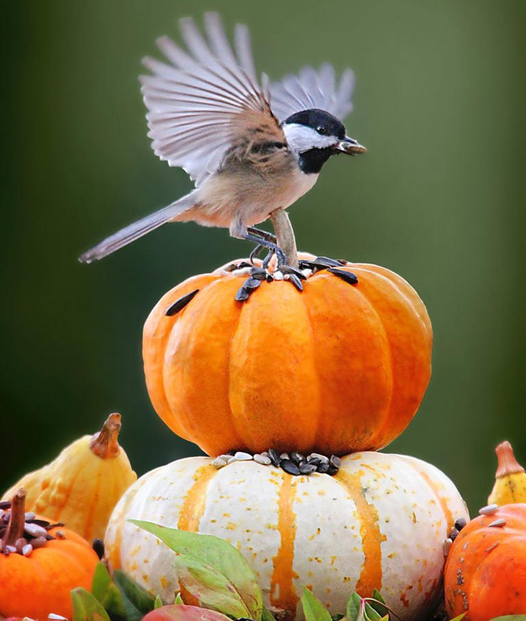Do Fake Spiderwebs and Halloween Decorations Hurt Birds?
