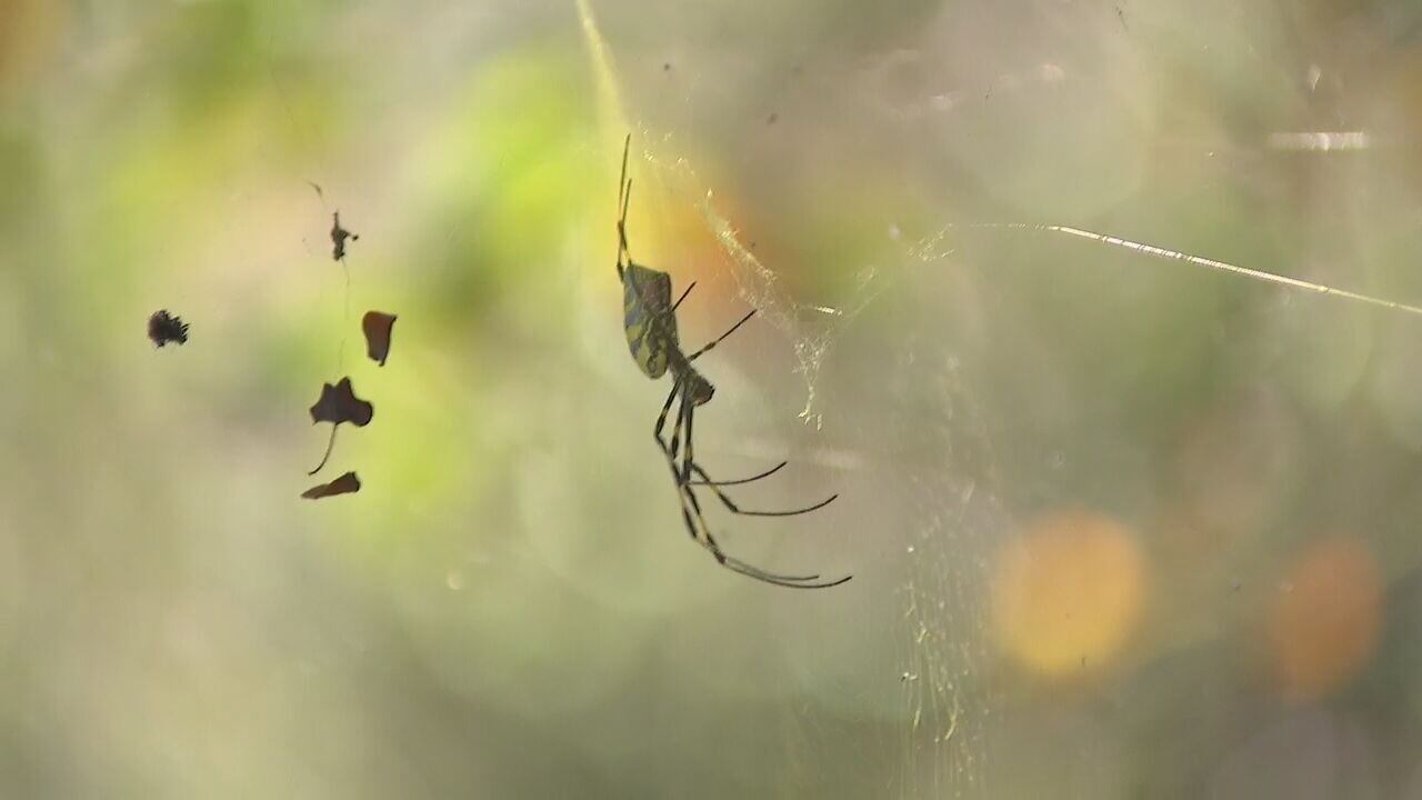 Emory students, researchers hunt for Joro spiders in Newton County