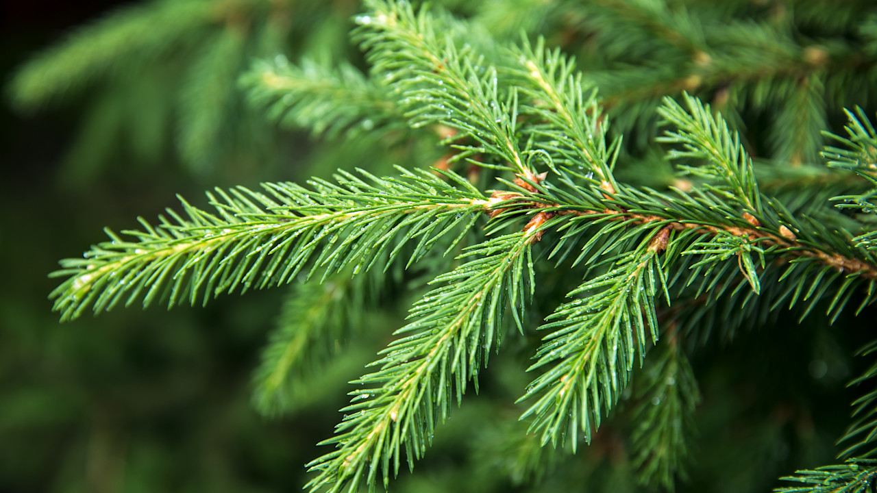 Scientists find gold growing in spruce tree needles