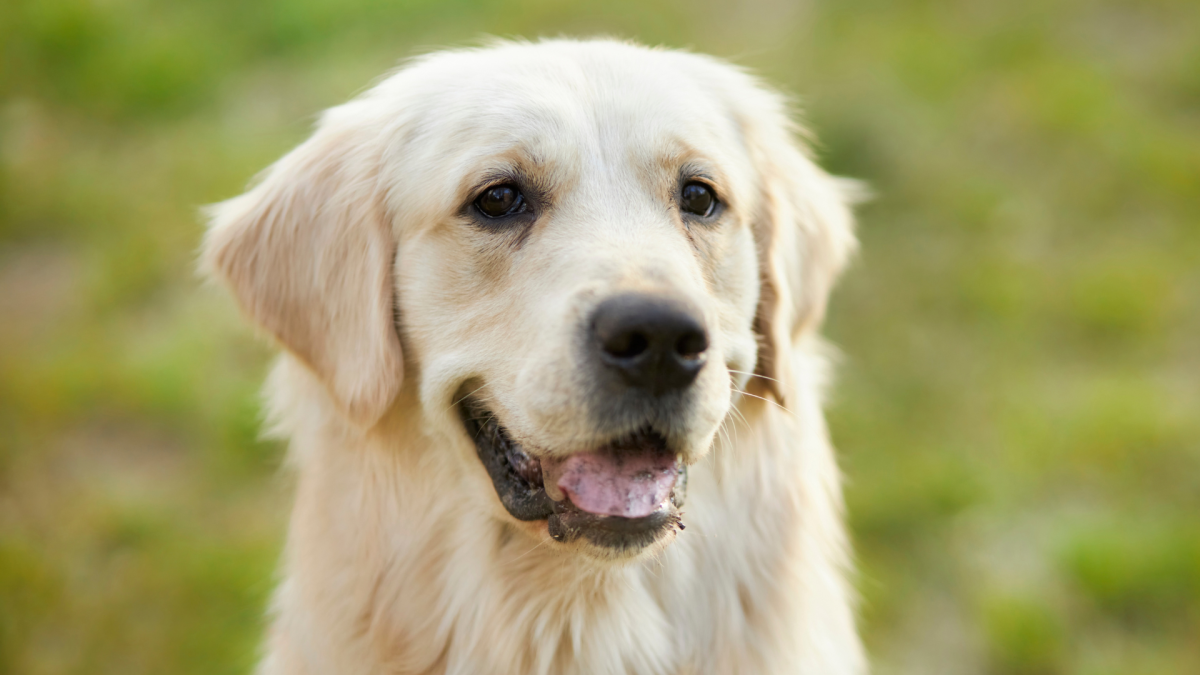 Watch this golden retriever prove he understands human emotions and ...