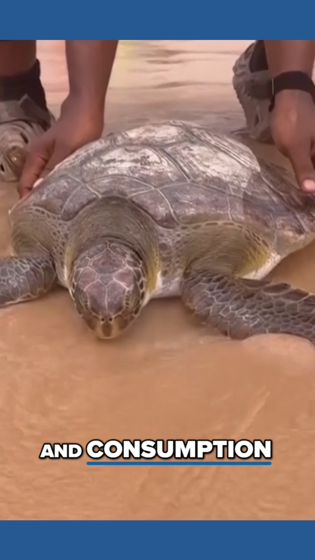 Conservationists rescuing sea turtles from plastics in Lagos
