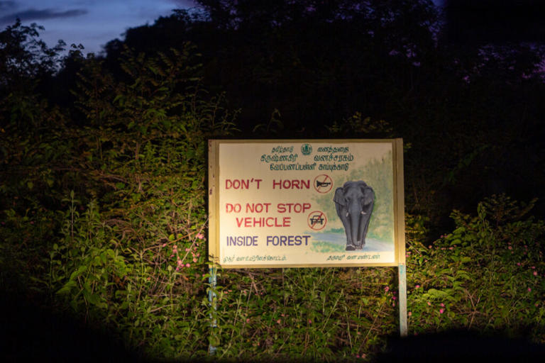 Migrating elephants are causing more encounters with humans in ...