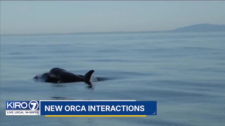 VIDEO: New Study Reveals Unique Orca-Human Connections