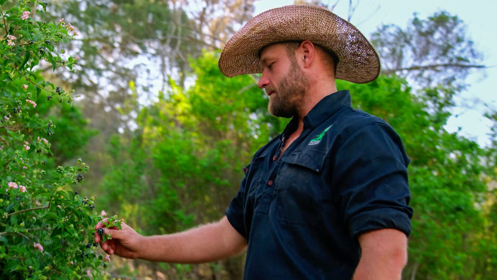 Rubber vine weed found in Lockyer Valley for first time in 54 years