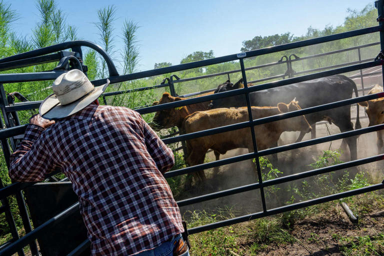 Trump's new beef plan just hit a wall in Texas