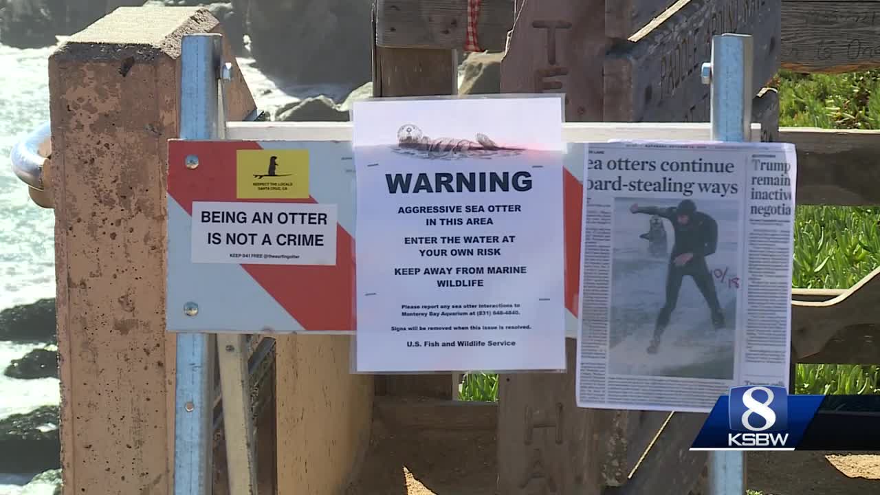 Sea otters steal surfboards in Santa Cruz, prompting 'aggressive sea ...