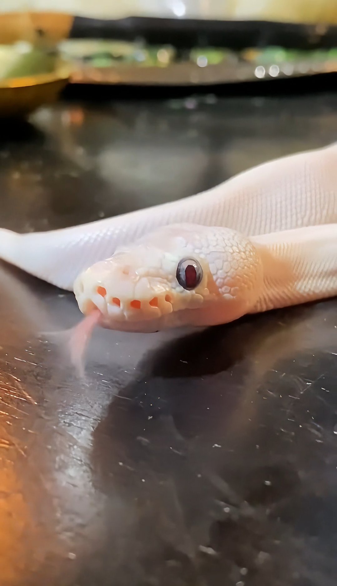 If you run your incubator a little cooler, it takes the snakes longer ...