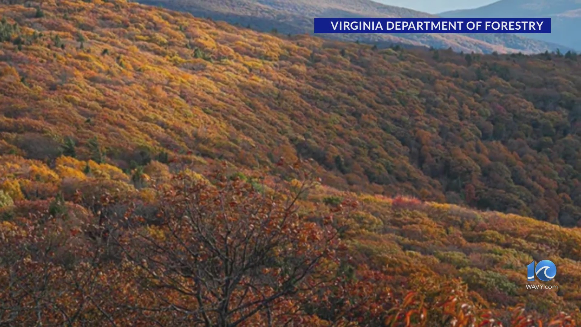 Week 4 fall foliage report: Patchy, partial changes