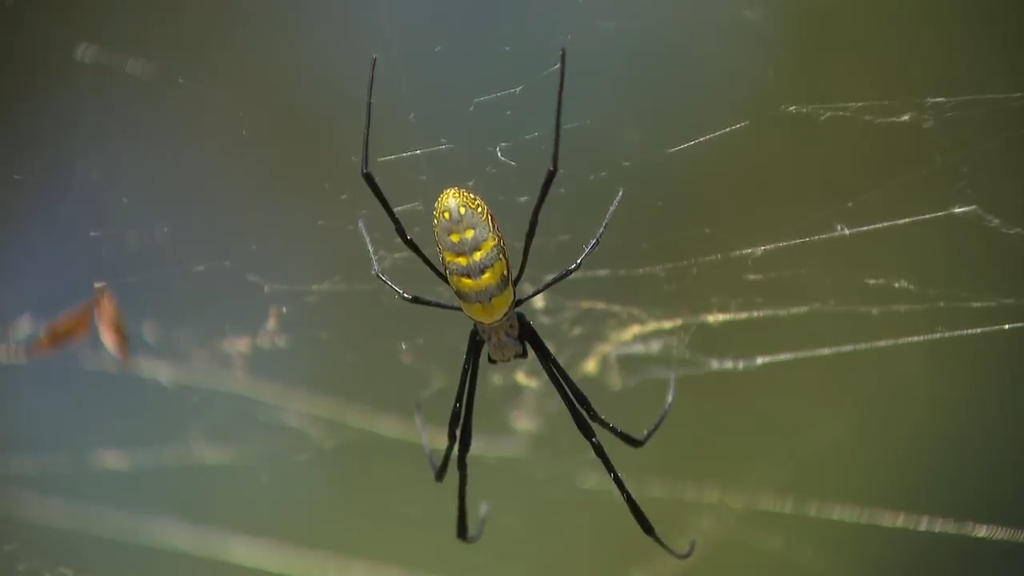 Invasive Joro spiders take over Georgia trees, but scientists may know ...