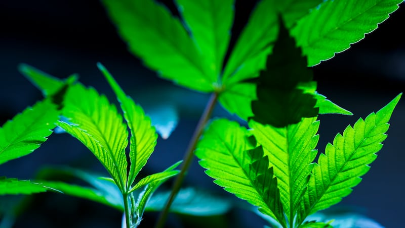 Supreme Court to decide if regular marijuana users can own guns