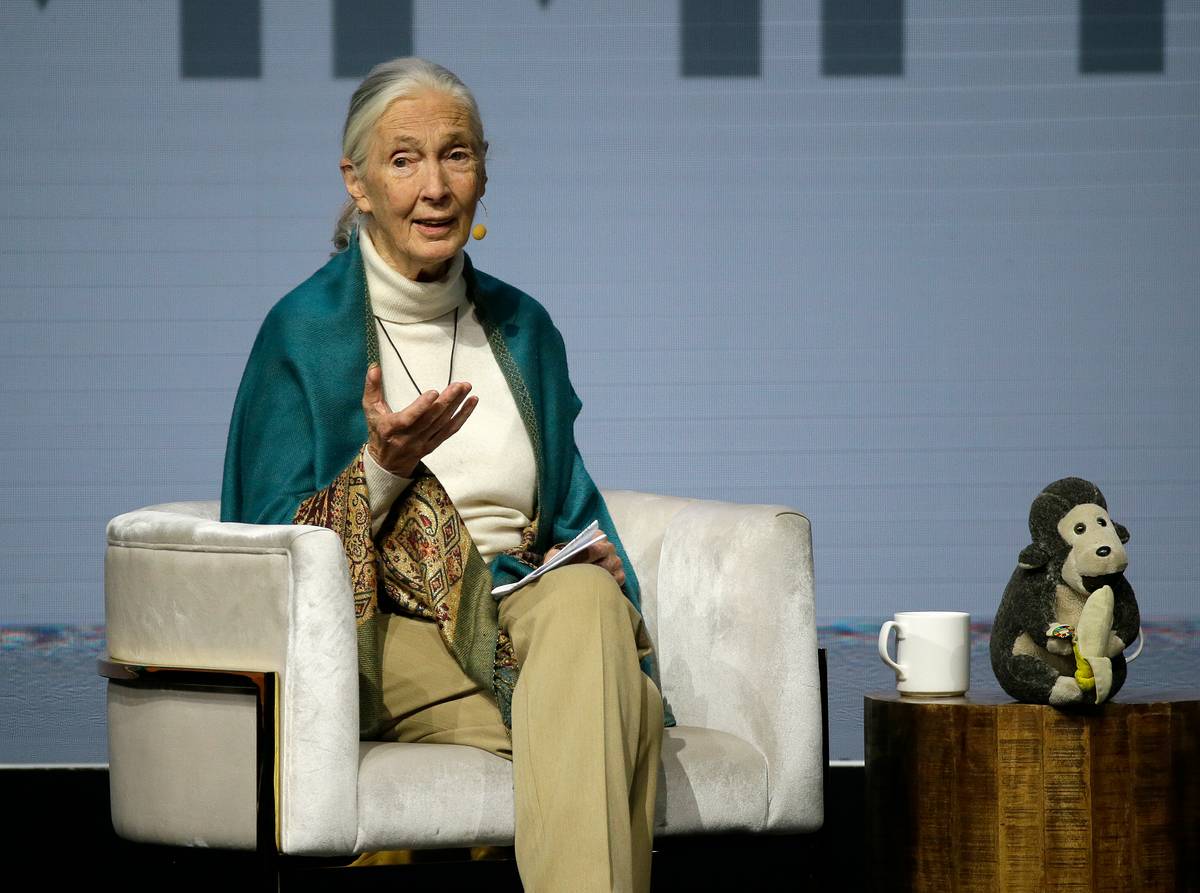 Revelada a causa da morte de Jane Goodall, famosa ativista dos direitos ...