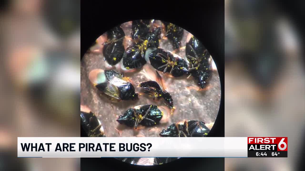 Minute pirate bugs: What are they and when will they go away?