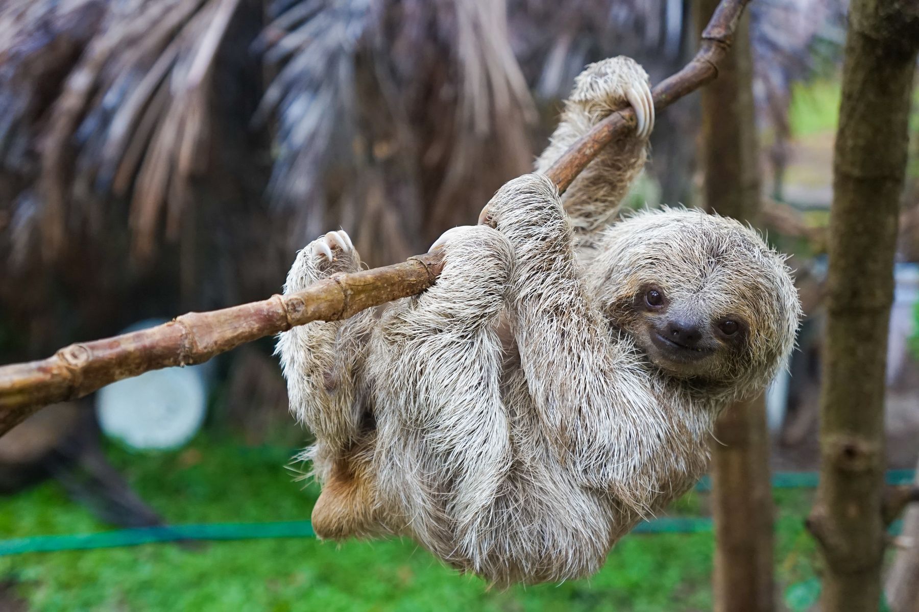 20 strange animal facts to satisfy your curiosity