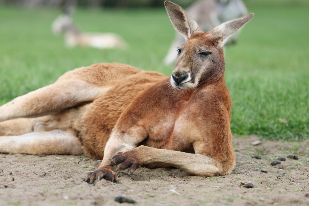 World Kangaroo Day: How Kangaroos Became Australia’s Beloved Icon