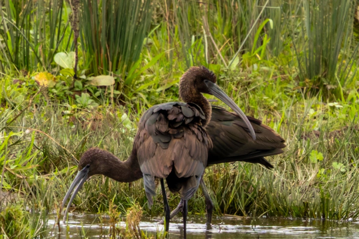 Rare migratory bird spotted in part of Scotland for first time