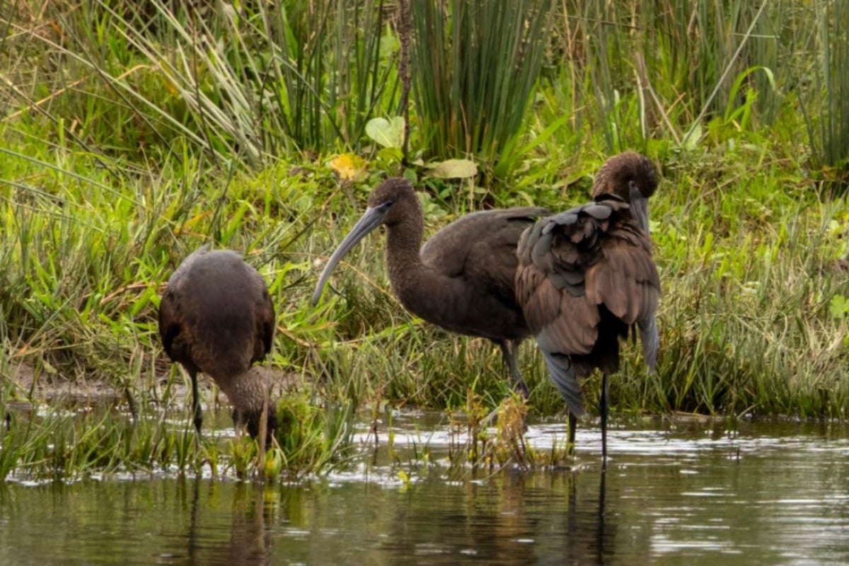 Rare glossy ibis visitor spotted in part of Scotland for first time