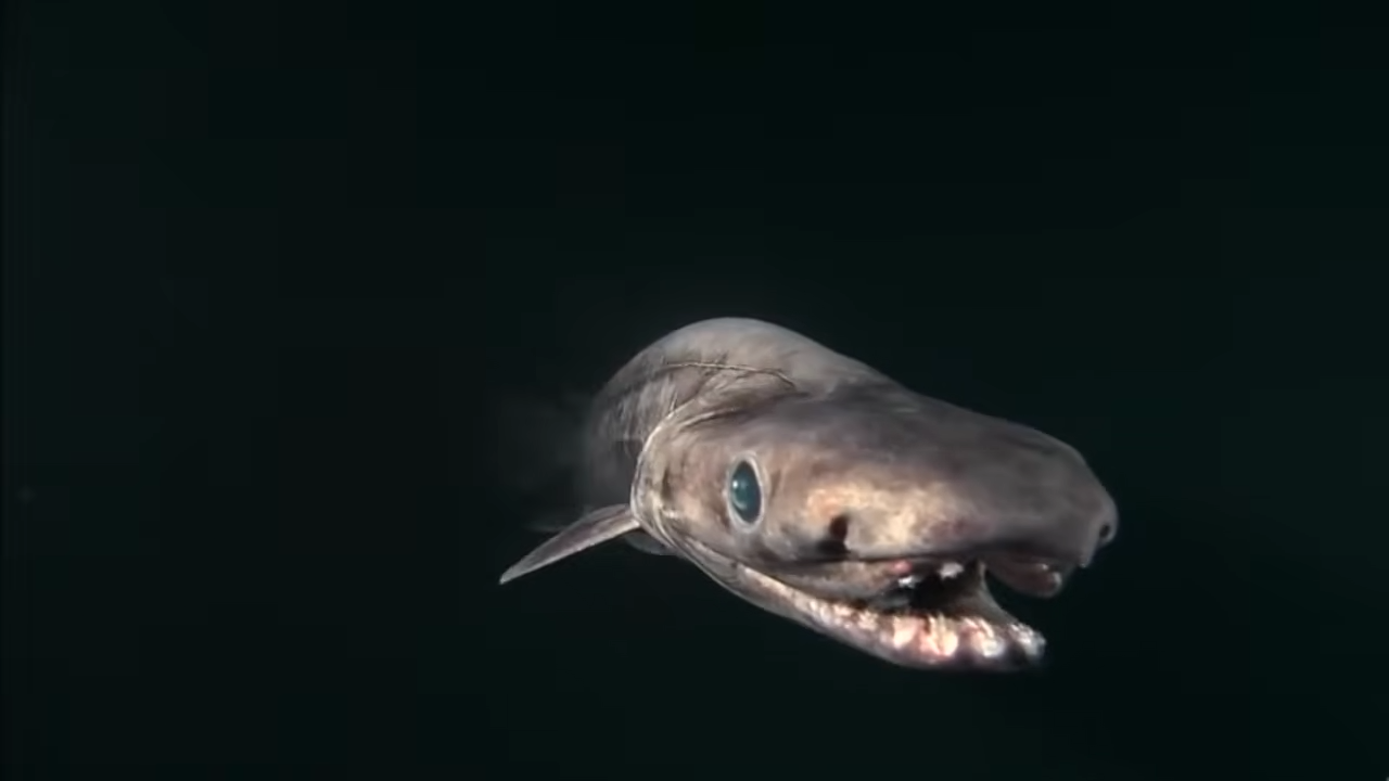 New shark species discovered in the deep sea