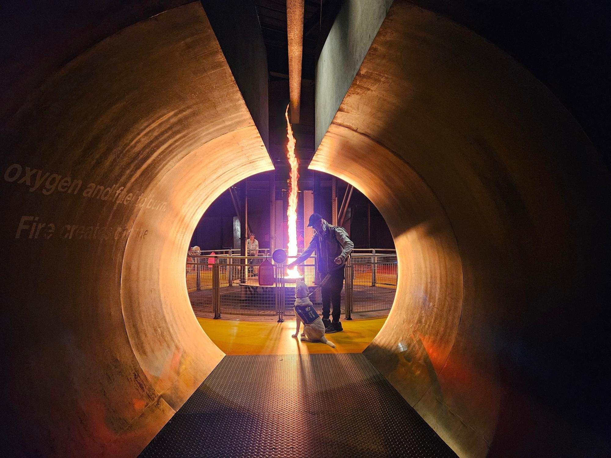 Puppies forge their future as guide dogs at trip to Magna