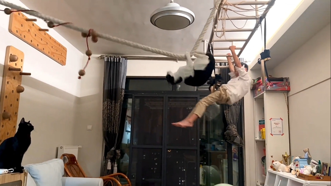Skilled cat impressively swings on rope like an acrobat in Hubei
