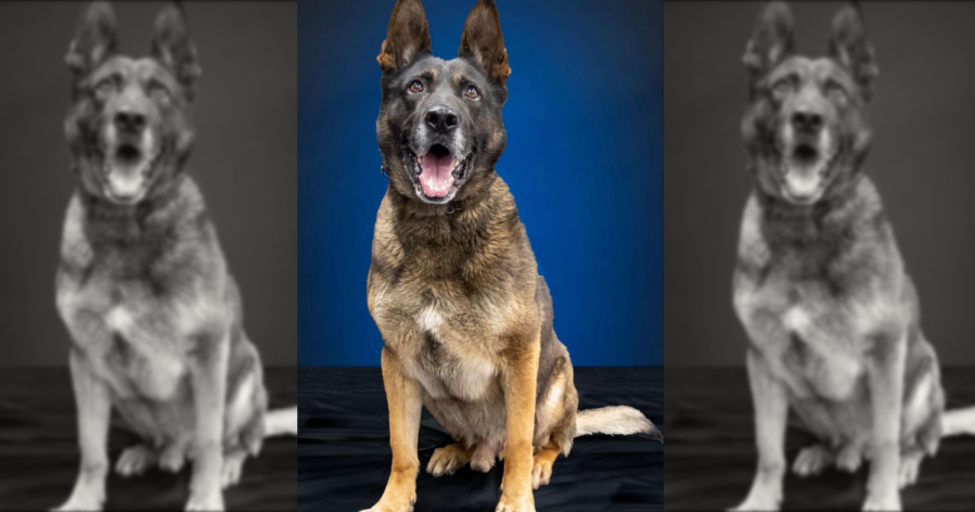 Retired Arkansas State Police K9 Beau dies at 12
