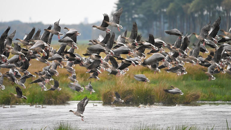 The migrating geese spectacle at region's wetlands