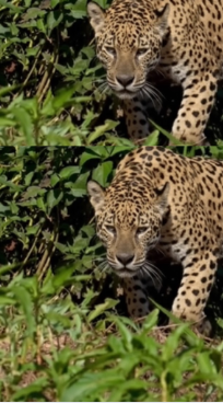 Pantanal Jaguars: Opportunistic Hunters and Nature’s Apex Predators