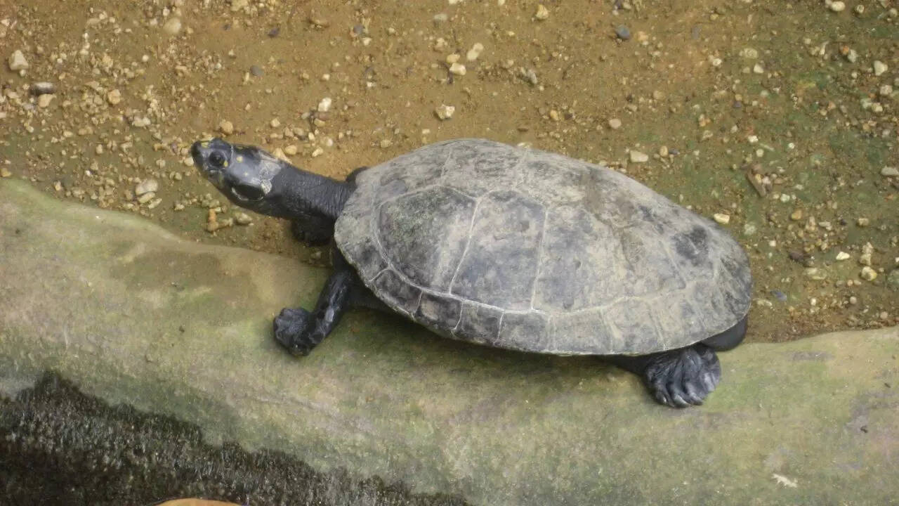River Turtles: Nature’s tiny survivors battling predators, humans, and ...