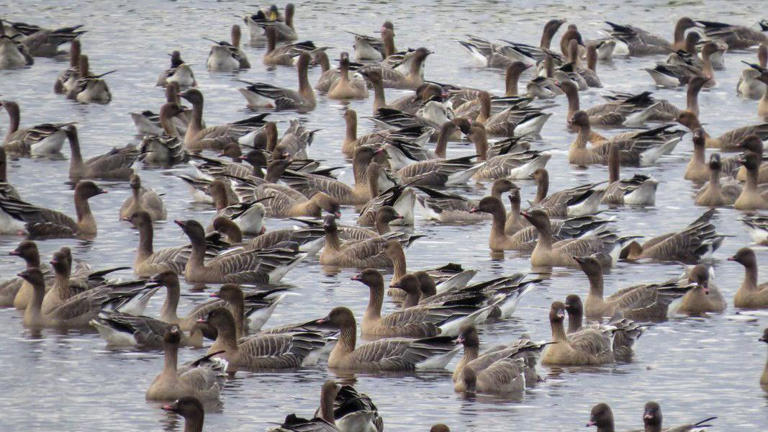 The migrating geese spectacle at region's wetlands