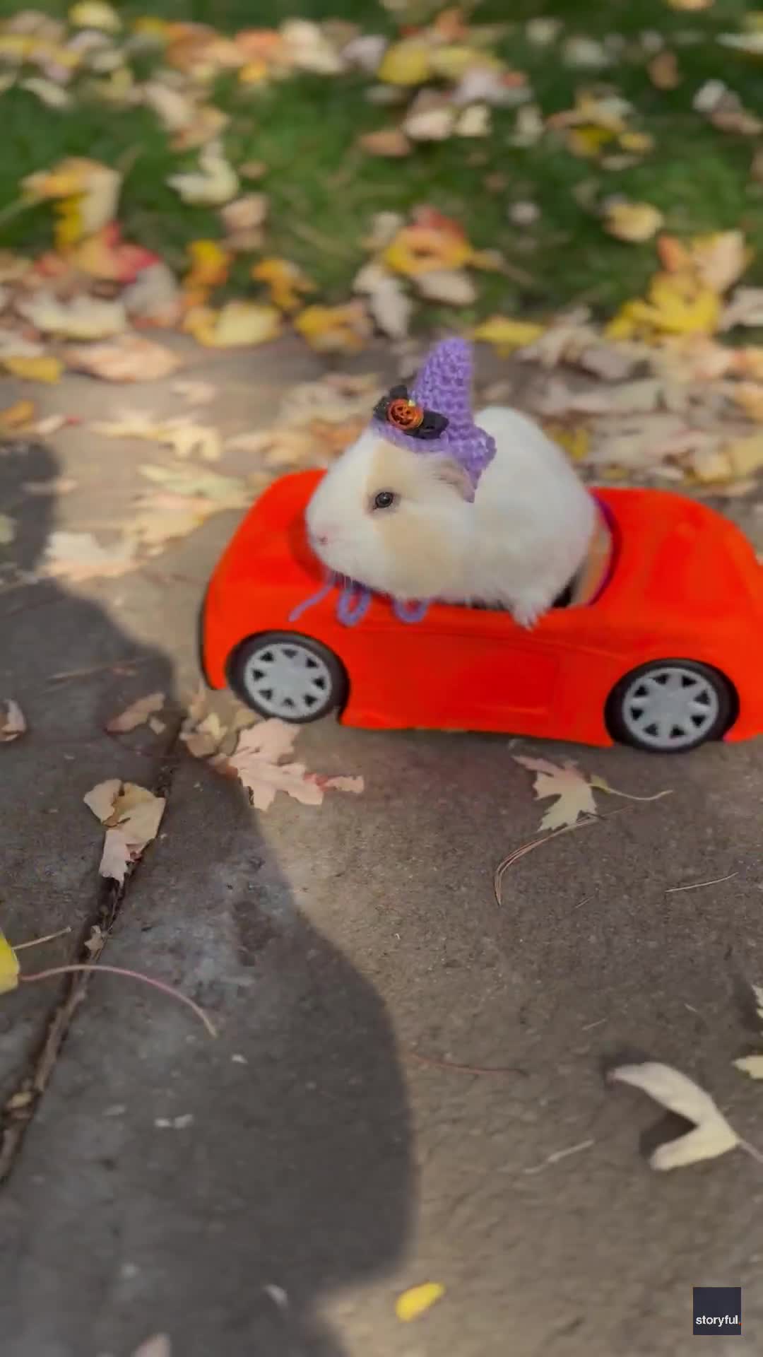 Guinea Pig Dons Witch's Hat While Coasting Around in Convertible