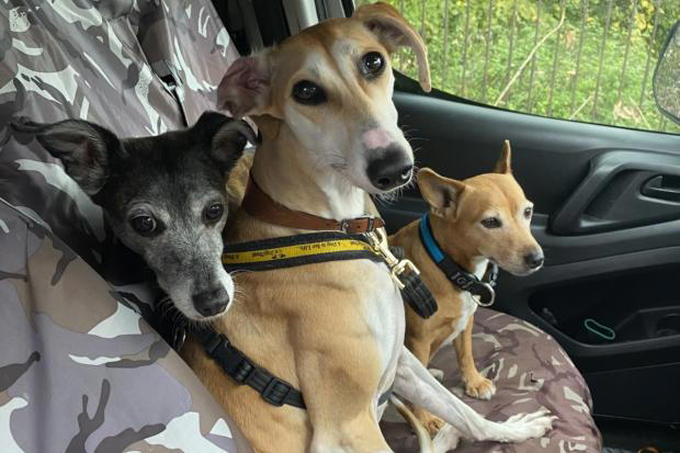 Timid pup in Basildon rescue centre finds forever home after Pete Wicks ...