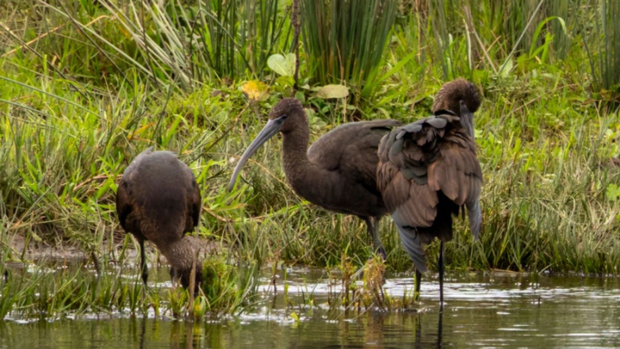 Rare glossy ibis visitor spotted in part of Scotland for first time