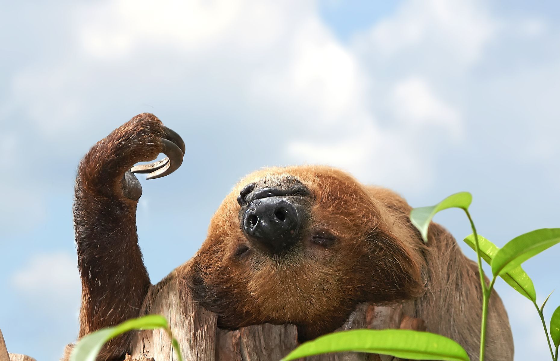 Slow down and enjoy these 20 facts about sloths