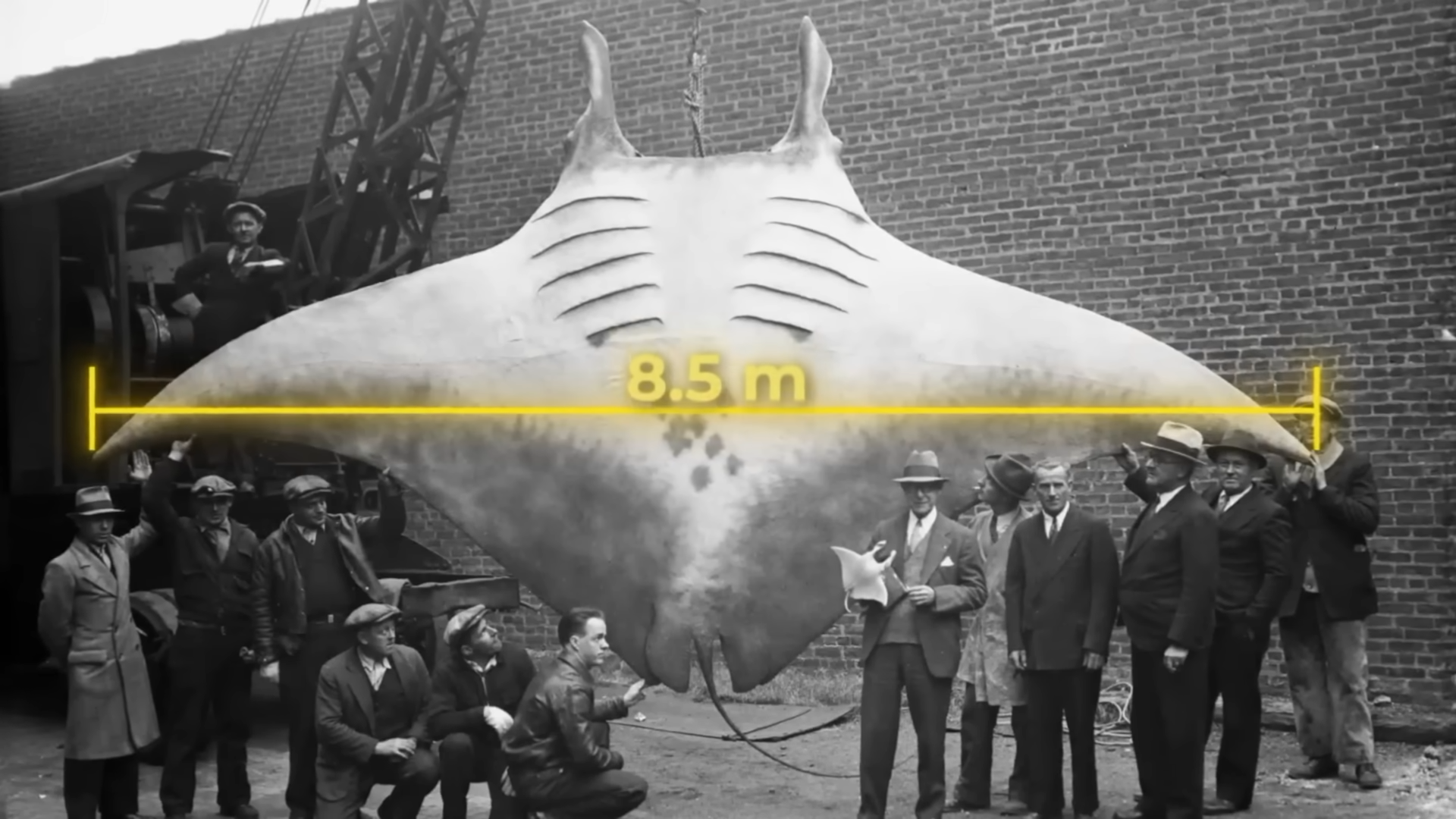 How this massive unknown Ray still roams the deep ocean.