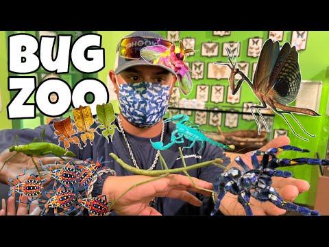 Incredible Insect Zoo Tour in Canada – Playing with Giant Bugs!