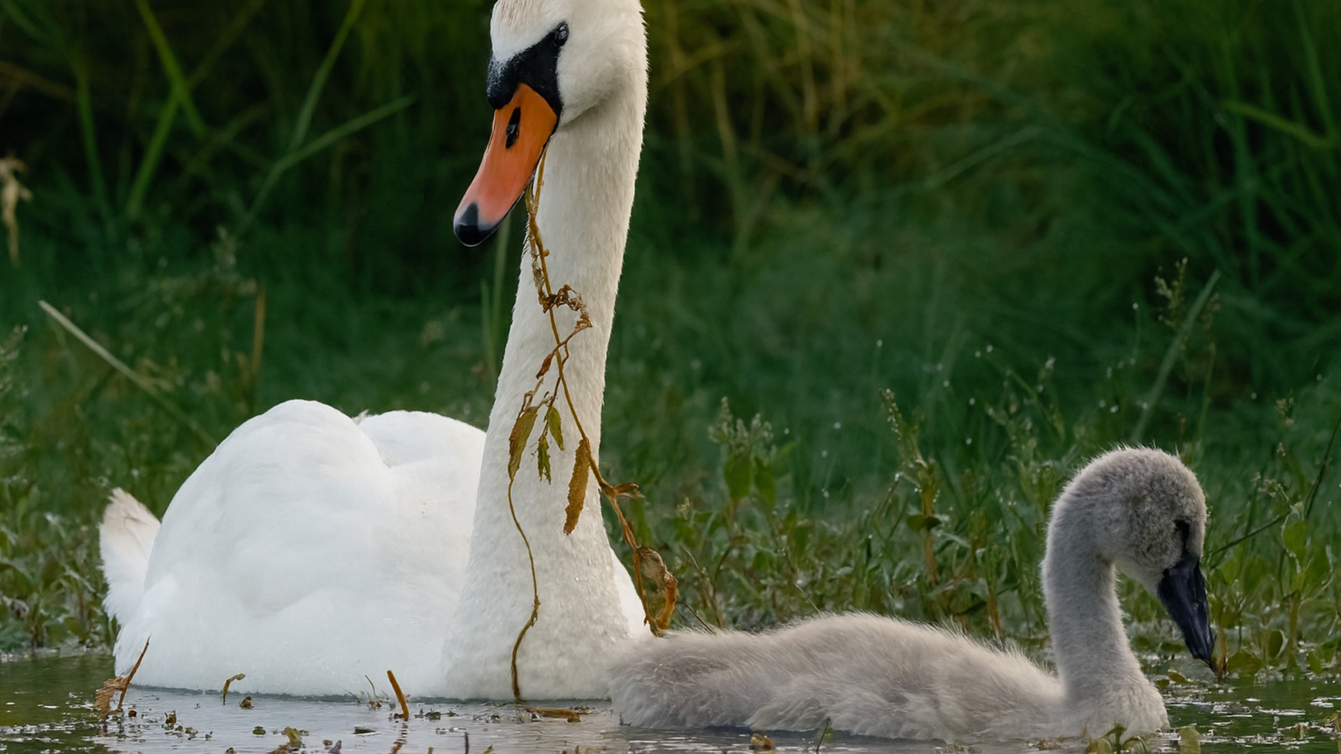 Meeting a Family of Mute Swans in the Wild