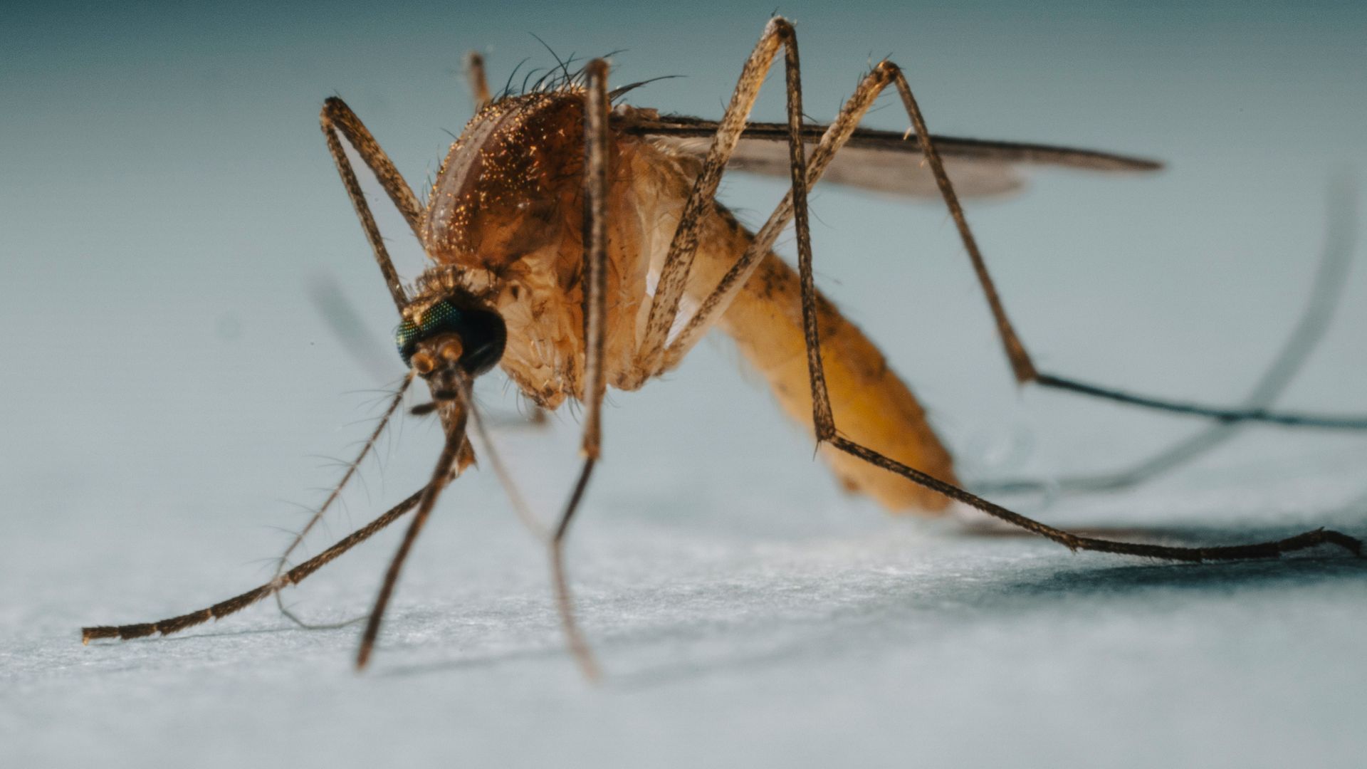 The American Plague: 20 Terrifying Facts About Yellow Fever