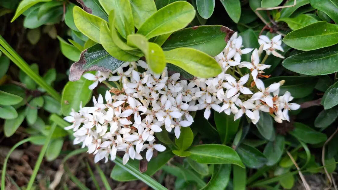 10 vibrant flowers to attract sweetly chirping birds to the balcony garden