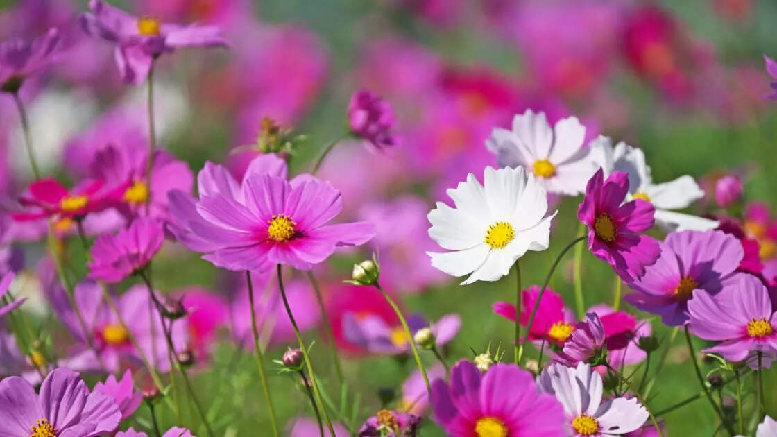 10 vibrant flowers to attract sweetly chirping birds to the balcony garden