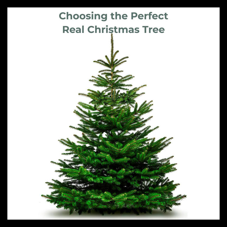 A Family Tradition: Finding the Perfect Real Christmas Tree