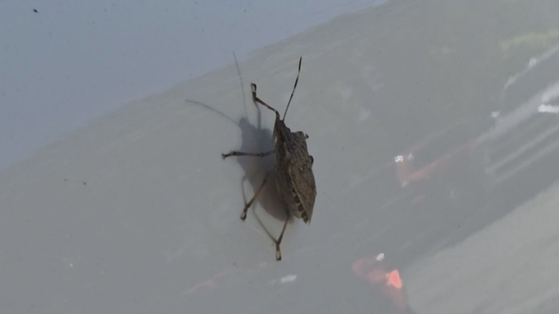 Fall weather leads to return of stink bugs in the Ozarks