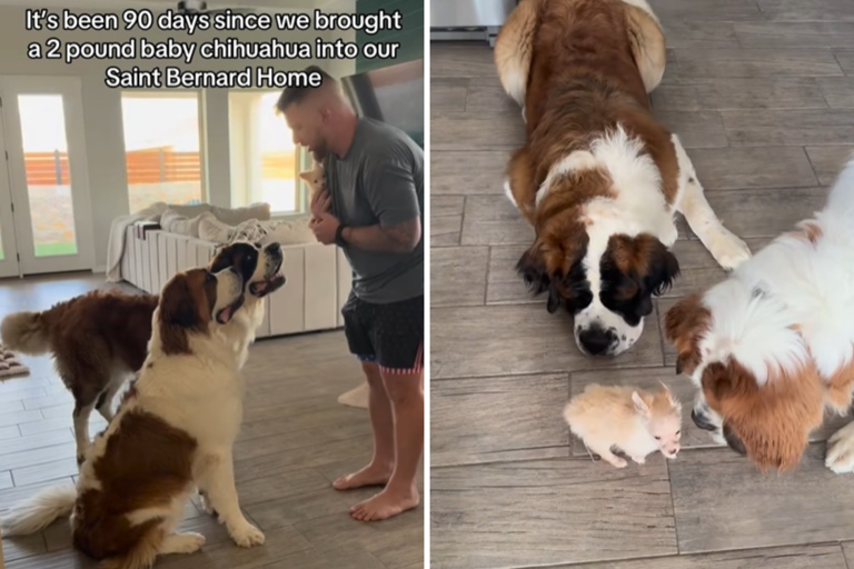 Tiny 2lb dog steals hearts with his giant saint bernard best friends